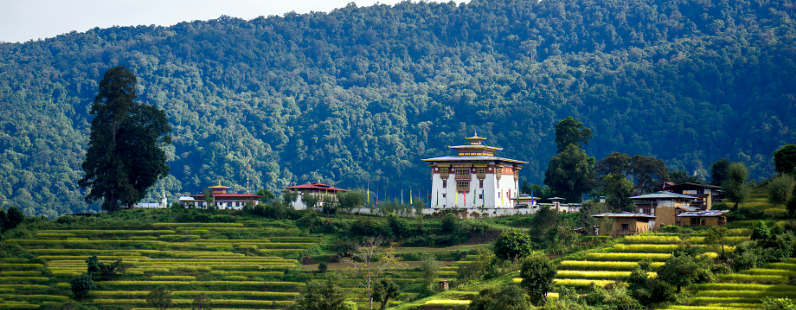 Discover Bhutan's Unique Flora and Fauna with Amen Bhutan Tours
